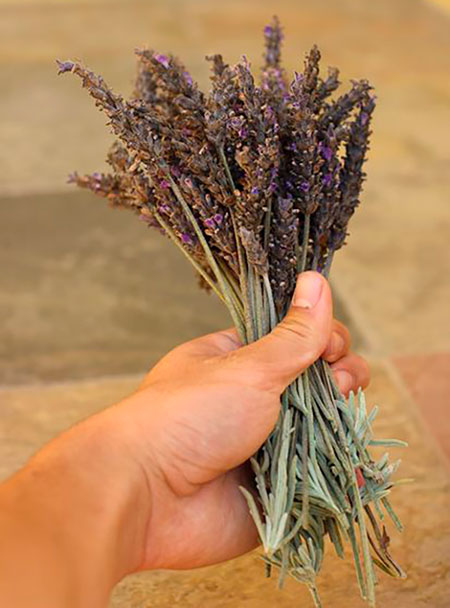 Cómo secar flores de lavanda. Distintas maneras de obtener flores secas ...