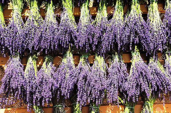 Cómo secar flores de lavanda. Distintas maneras de obtener flores secas ...